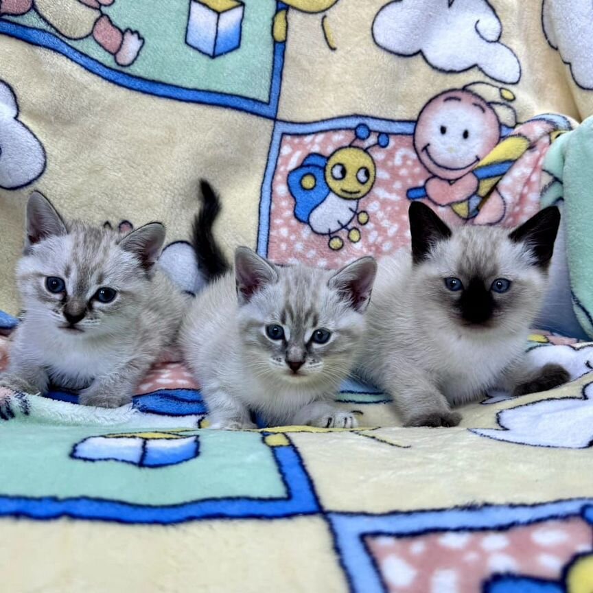 Котята ищут дом