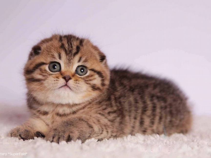 Вислоухие котята девочки