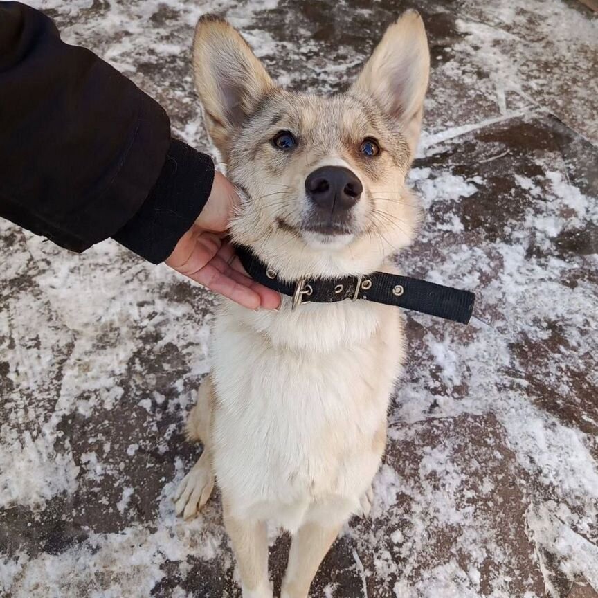 Щенок в добрые руки