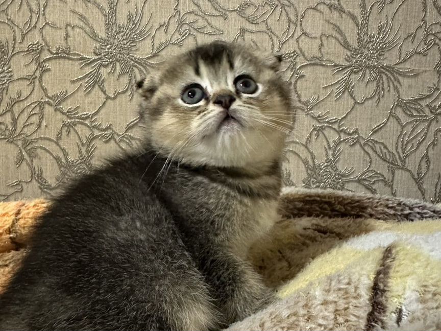 Шотландские котятки