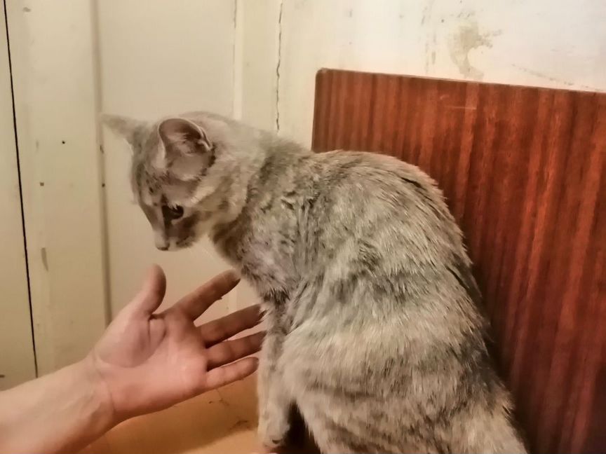Кошечка 4 мес