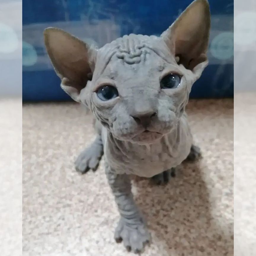 Канадский сфинкс котёнок