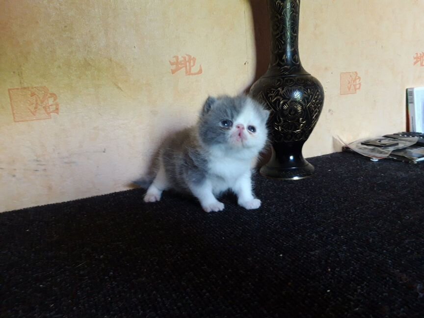 Экзотический котенок девочка