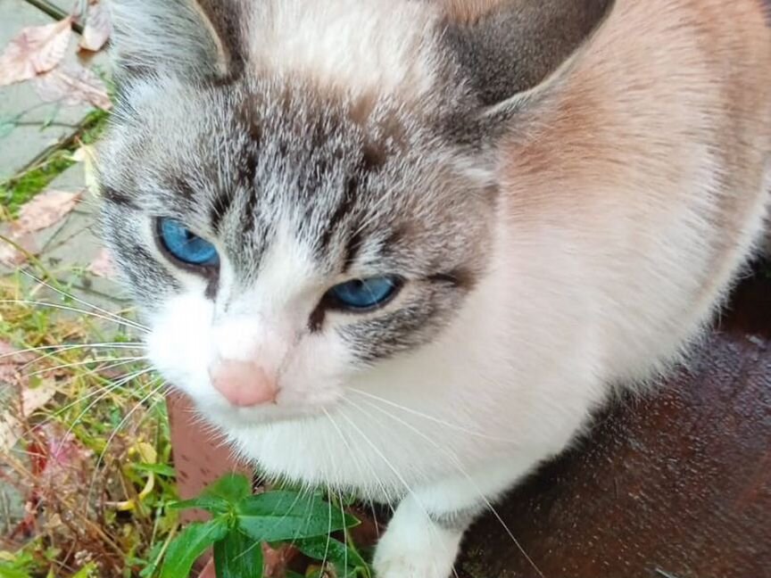 Молодой котик брошен на дачах