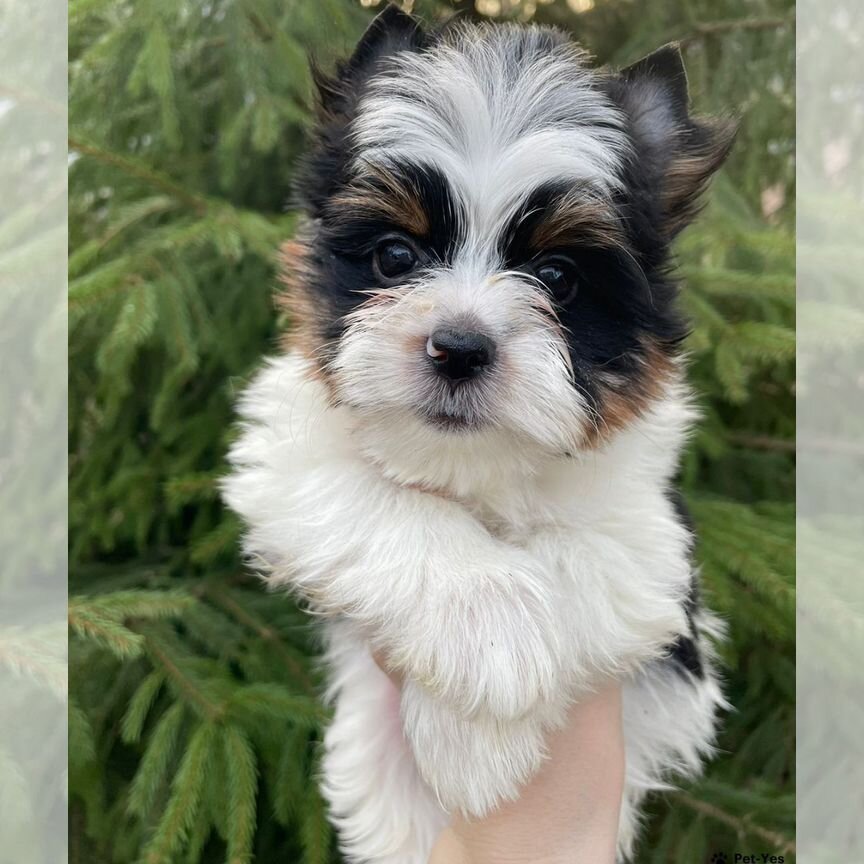 Щенок от частного владельца