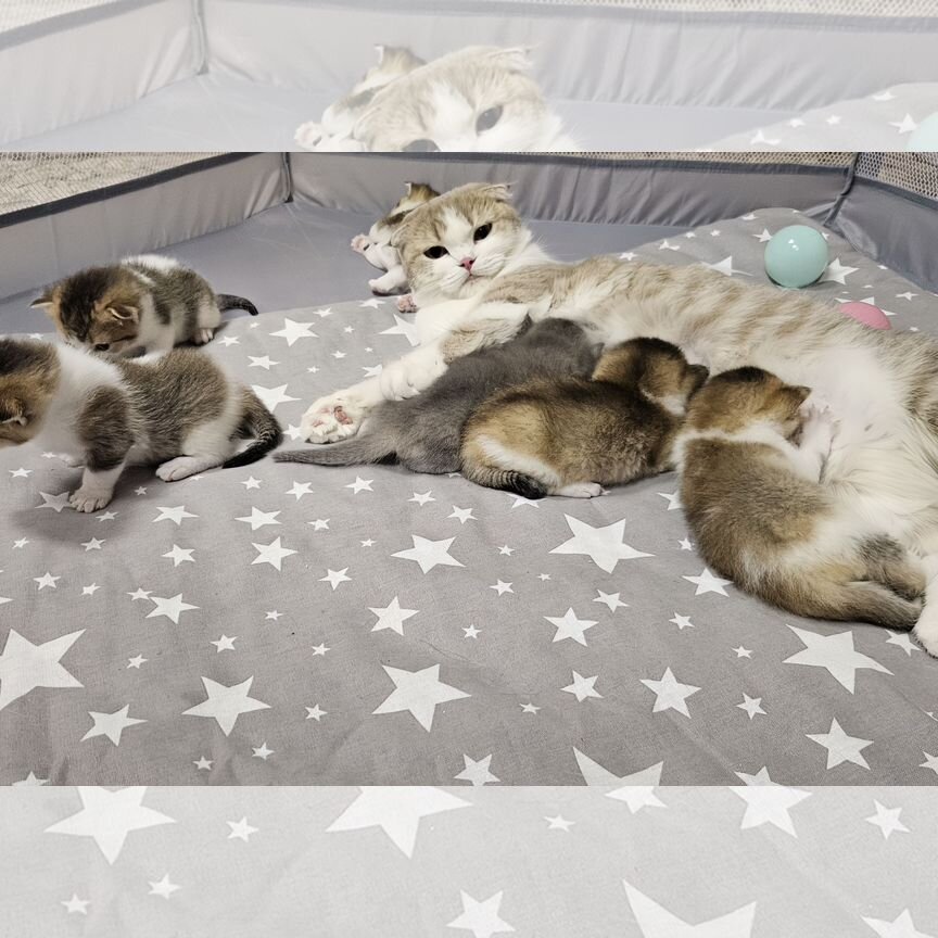 Шотландский вислоухий короткошёрстный котёнок