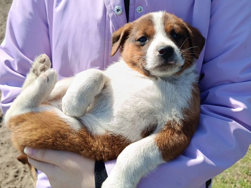 Джек Рассел терьер