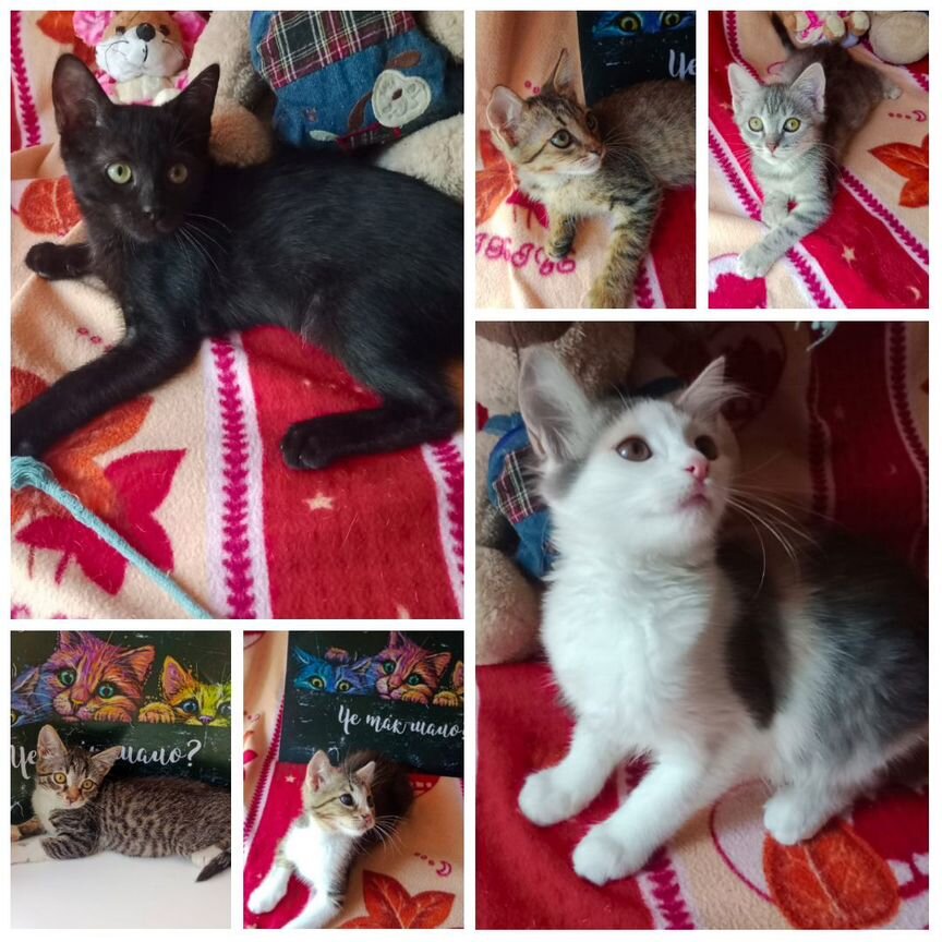 Котята от 2,5 до 3,5 мес в добрые руки бесплатно