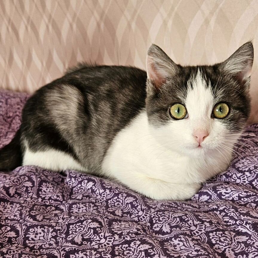 Котёнок Фифи