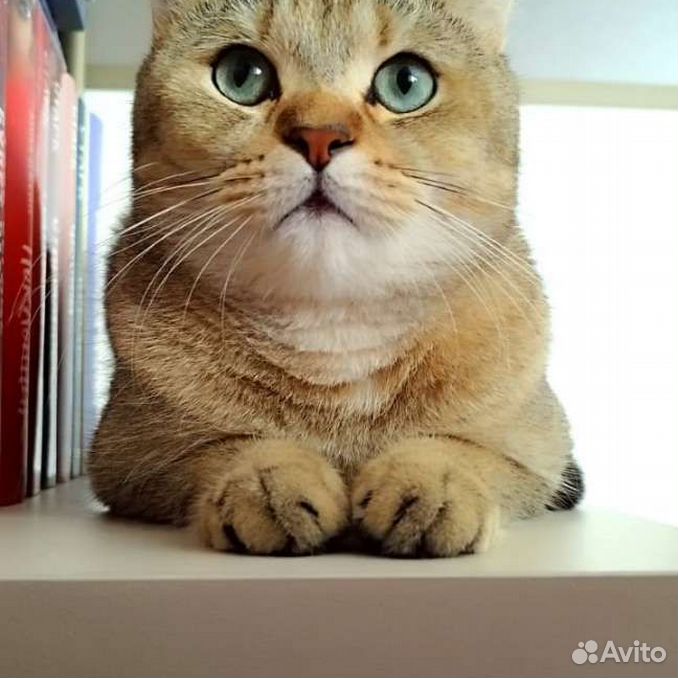 Шотландский кот 2 месяца