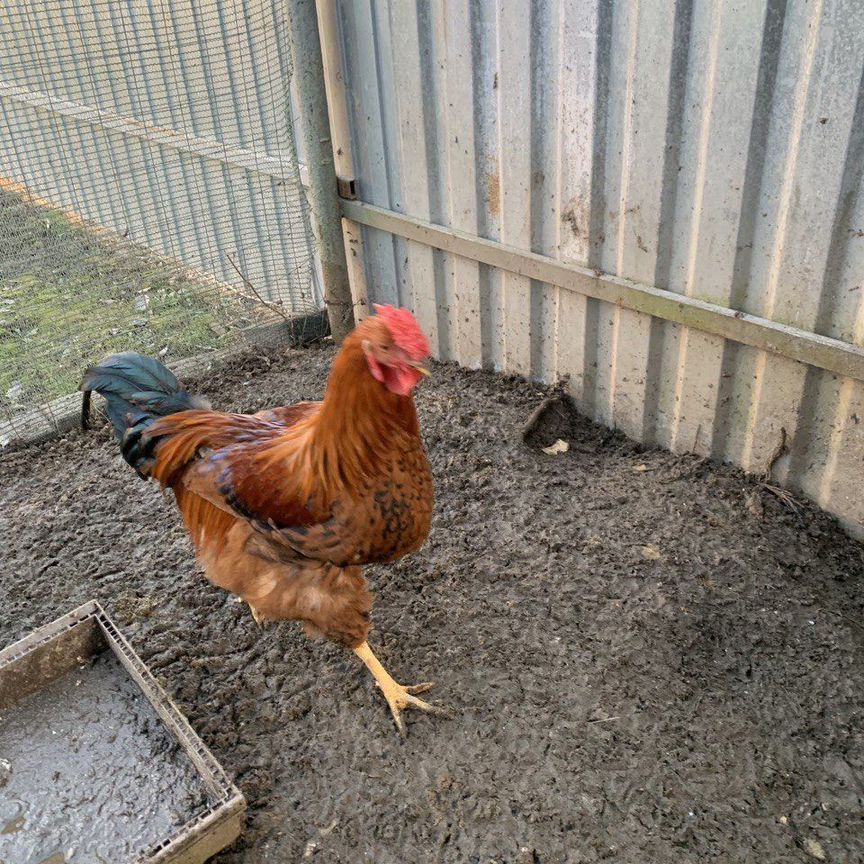 Молодые петухи