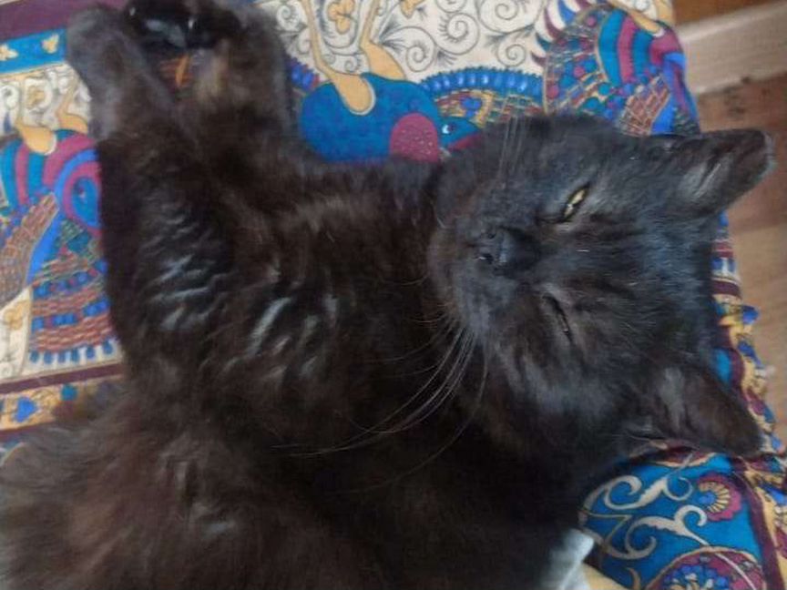 Британская кошечка