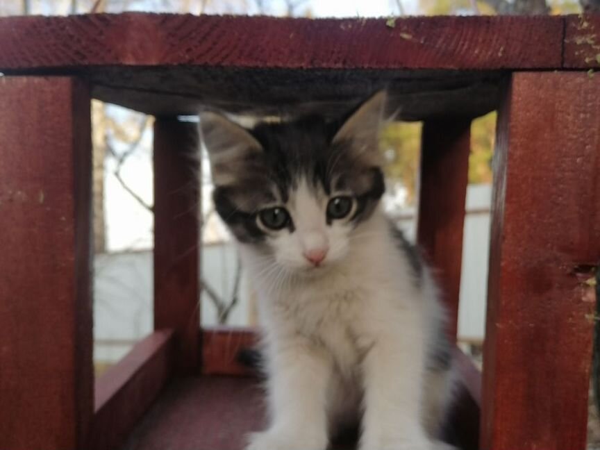 Котята в добрые руки бесплатно