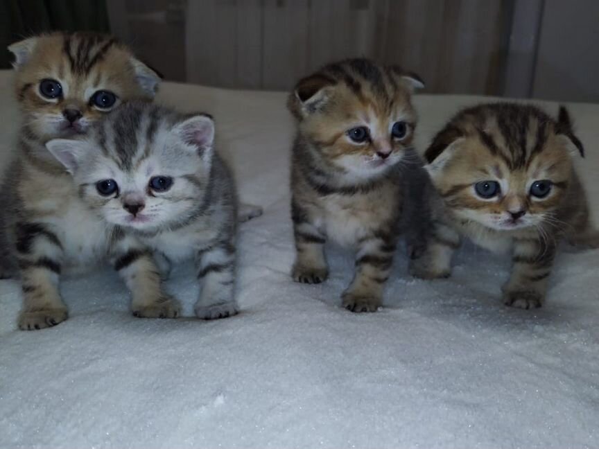 Шотландские котята