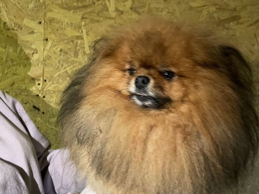 Шпиц мальчик