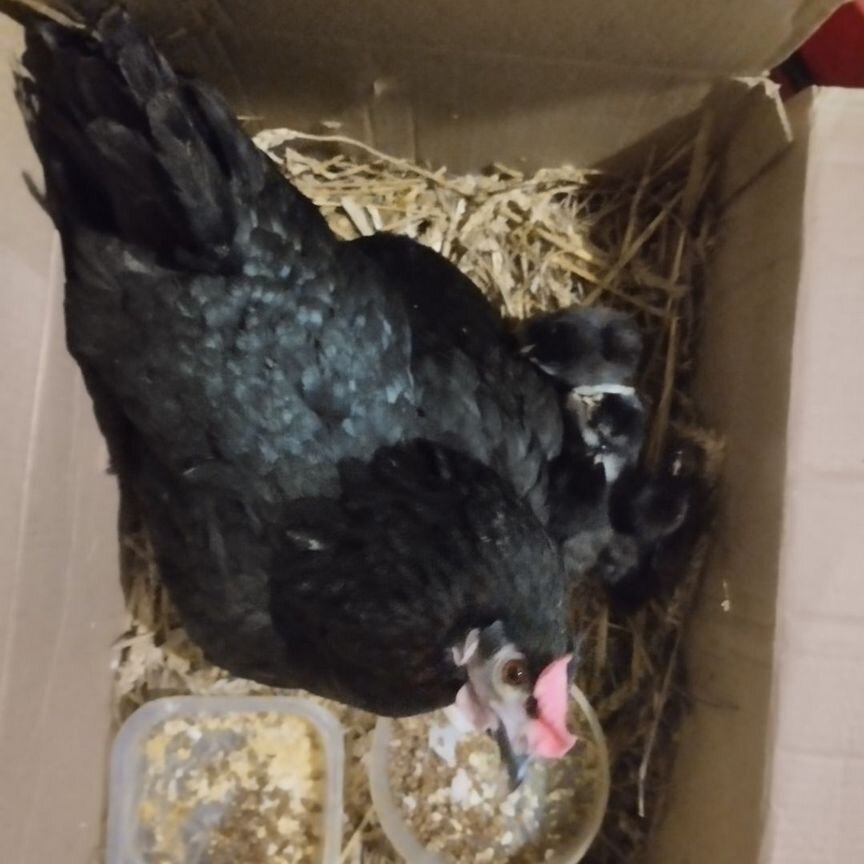 Продаю курицу с цыплятами