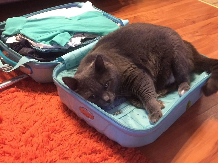 Британский кот, отдам в добрые руки