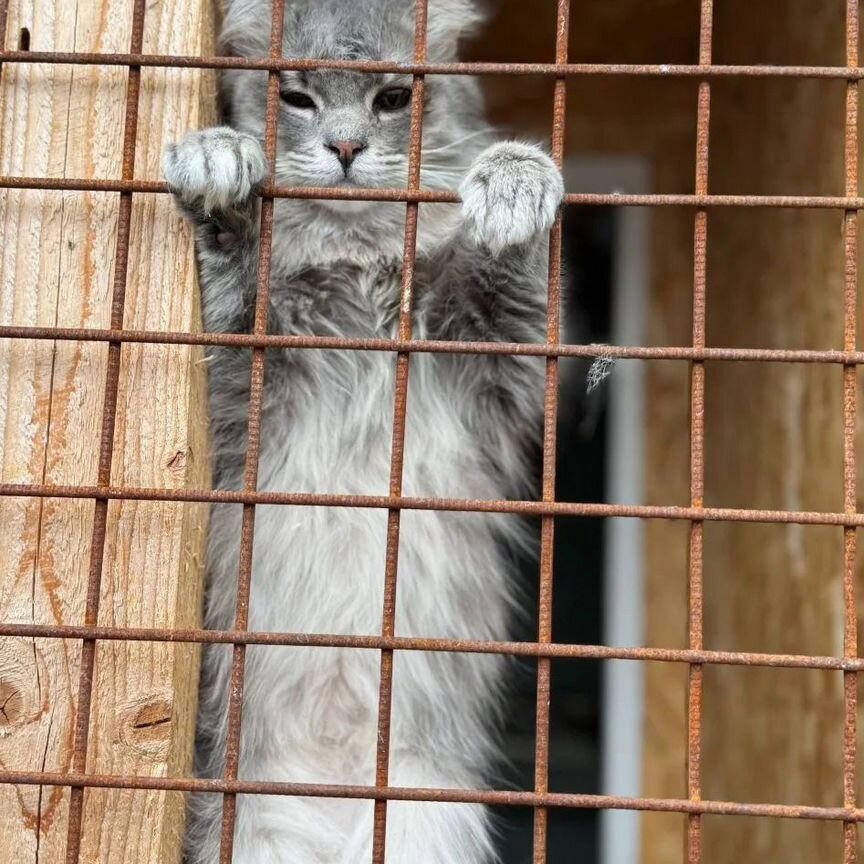 Взрослый кот в добрые руки