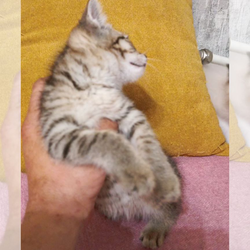 Котёнок в добрые руки