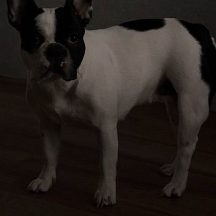 Французский бульдог, щенок