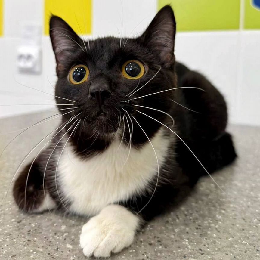 Взрослый кот в добрые руки