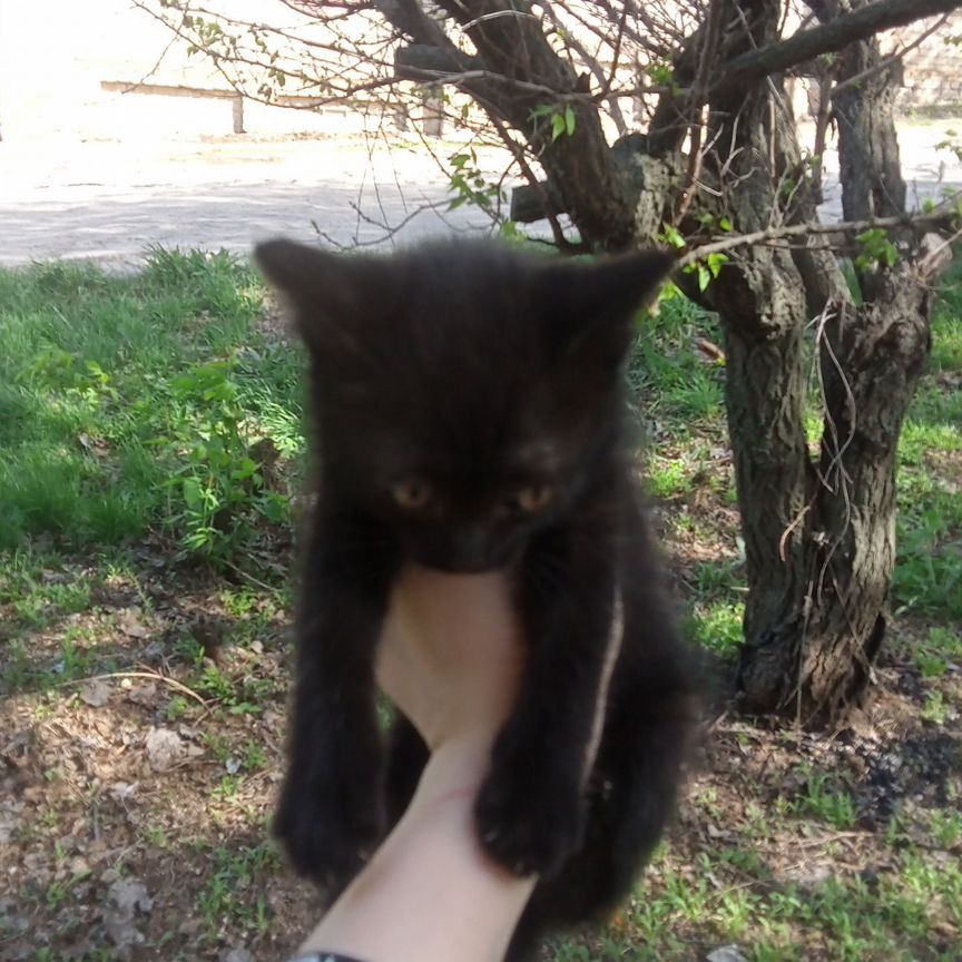 Котята в добрые руки, бесплатно, девочки