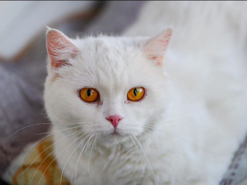 Британку забивают кошки, она в постоянном страхе