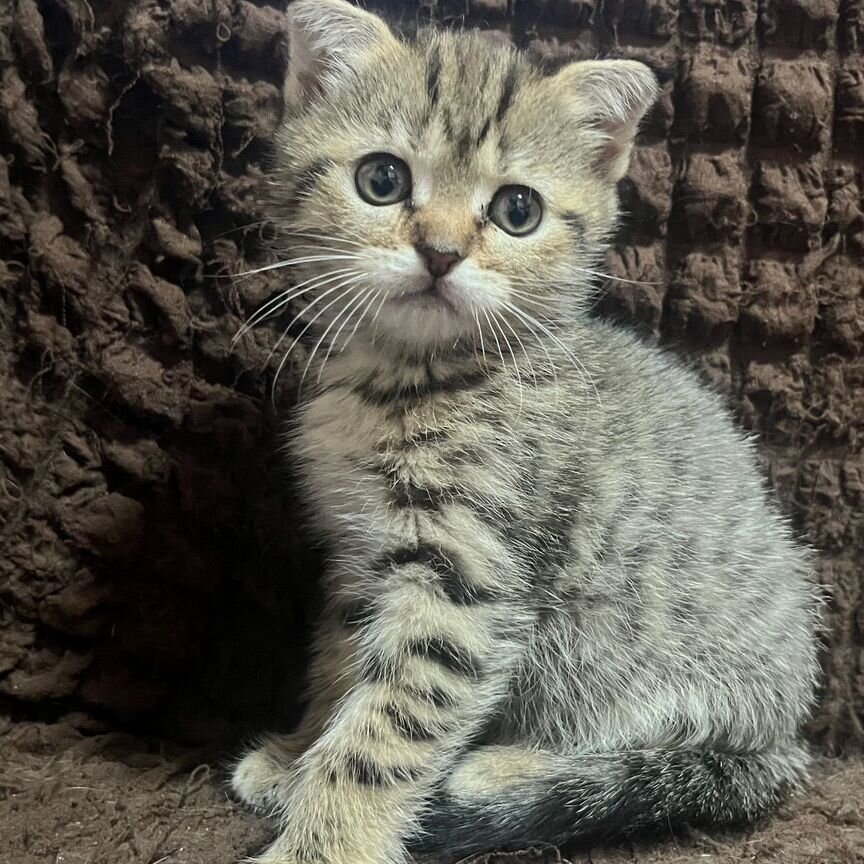 Шотландский вислоухий короткошёрстный котёнок