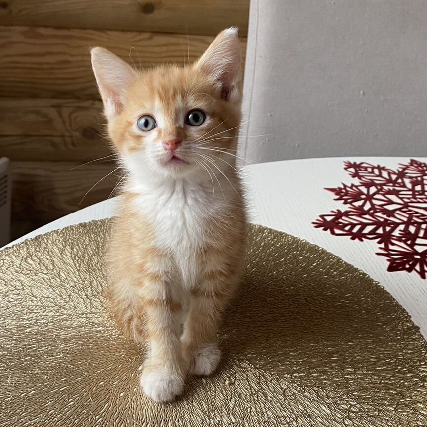 Сибирский котёнок