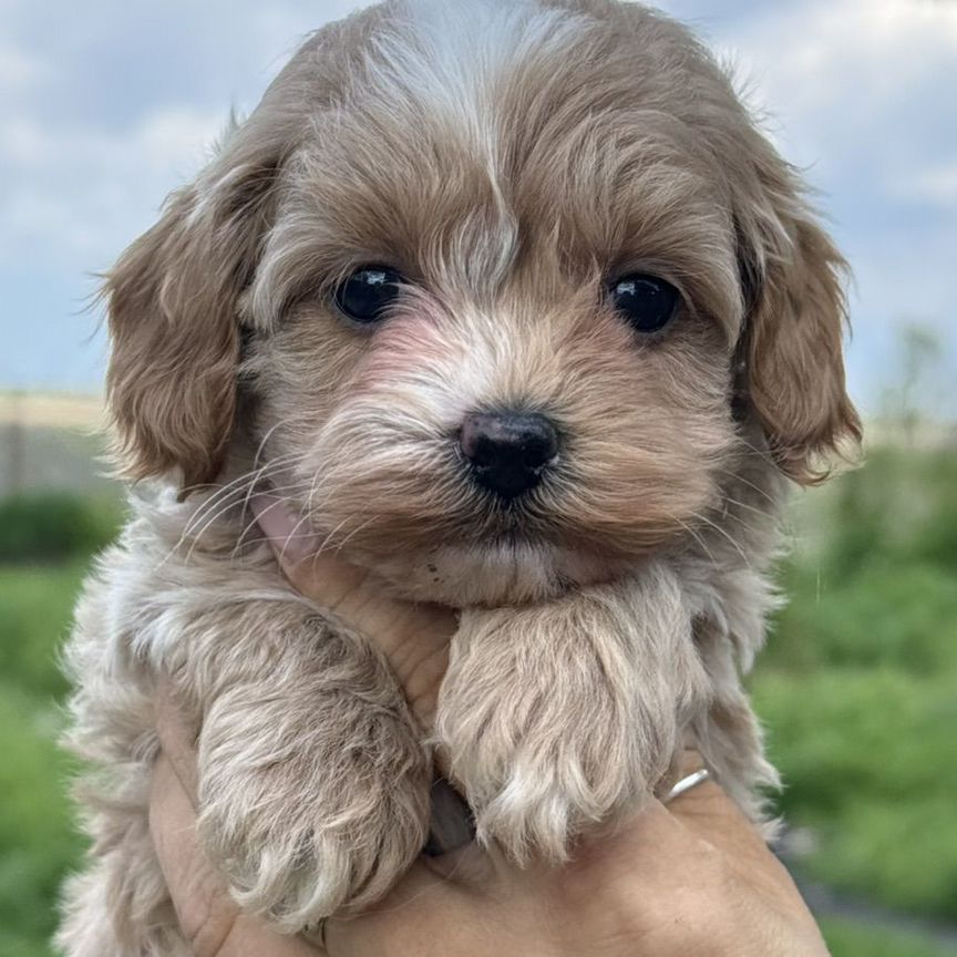 Мальтипу, щенок