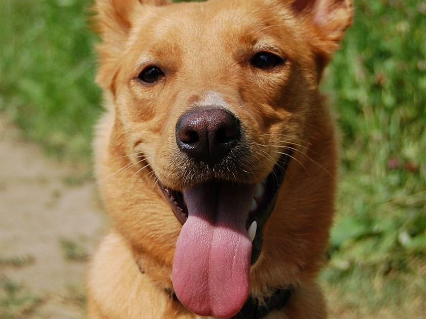 Верная подруга ищет дом