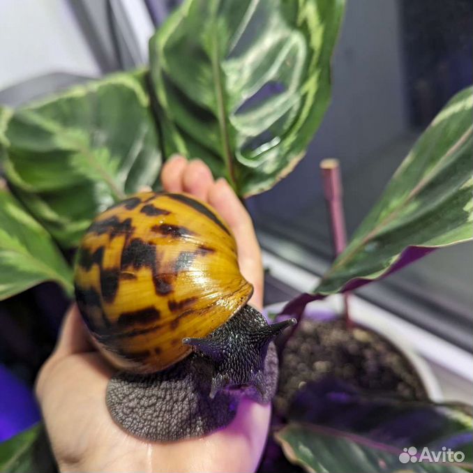 Улитки ахатина Тигр Альбино и Блек