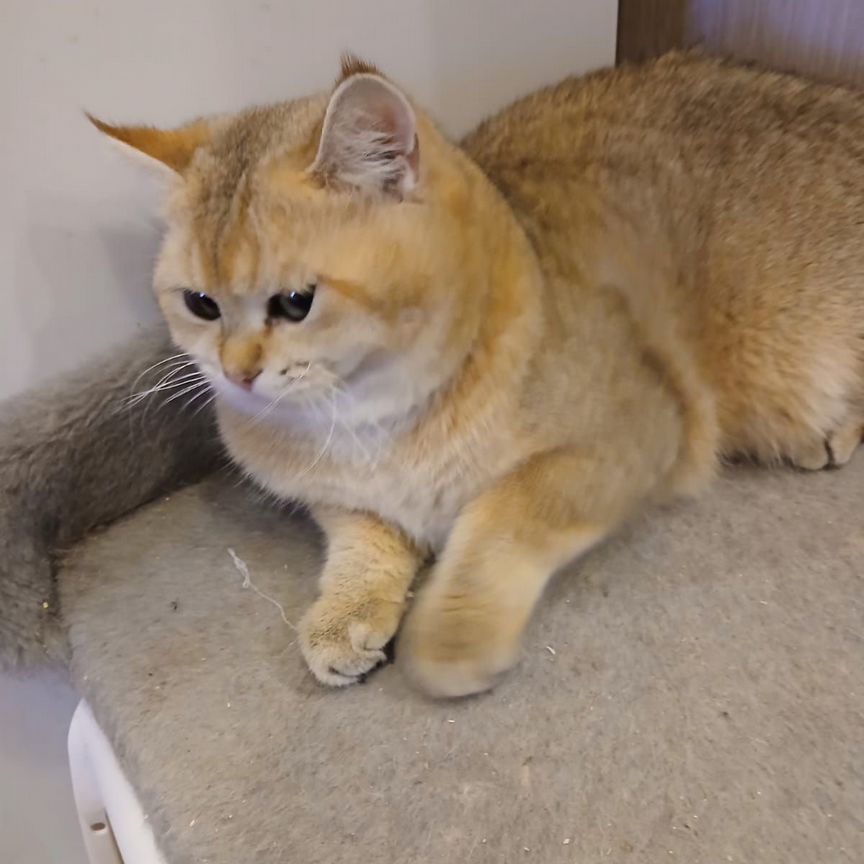 Шотландский золотой котик