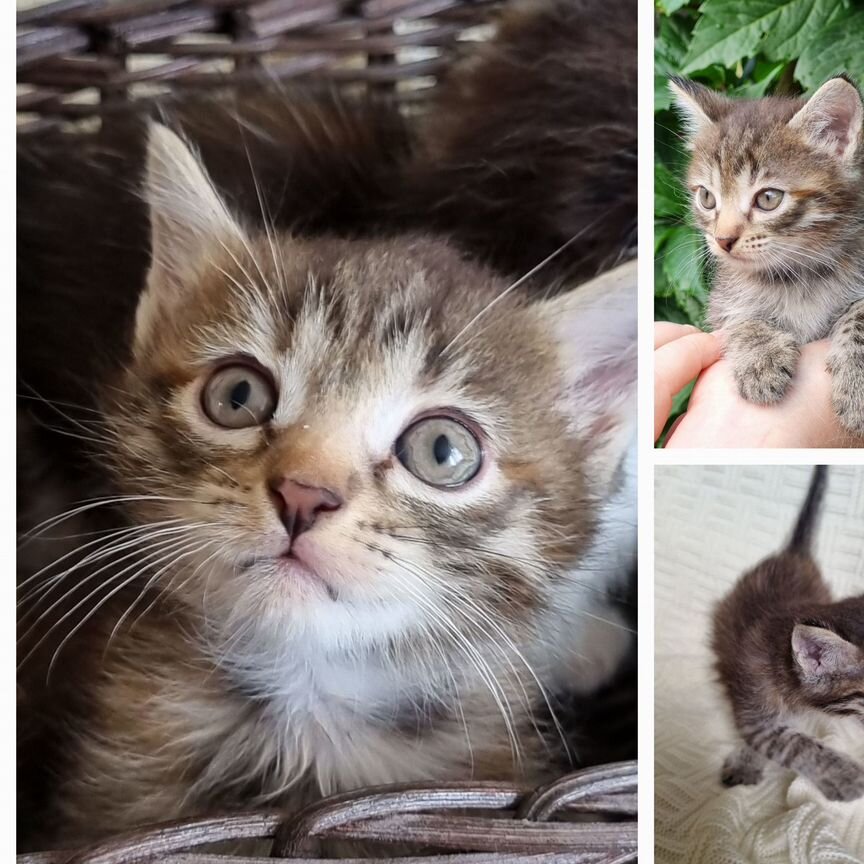 Котенок