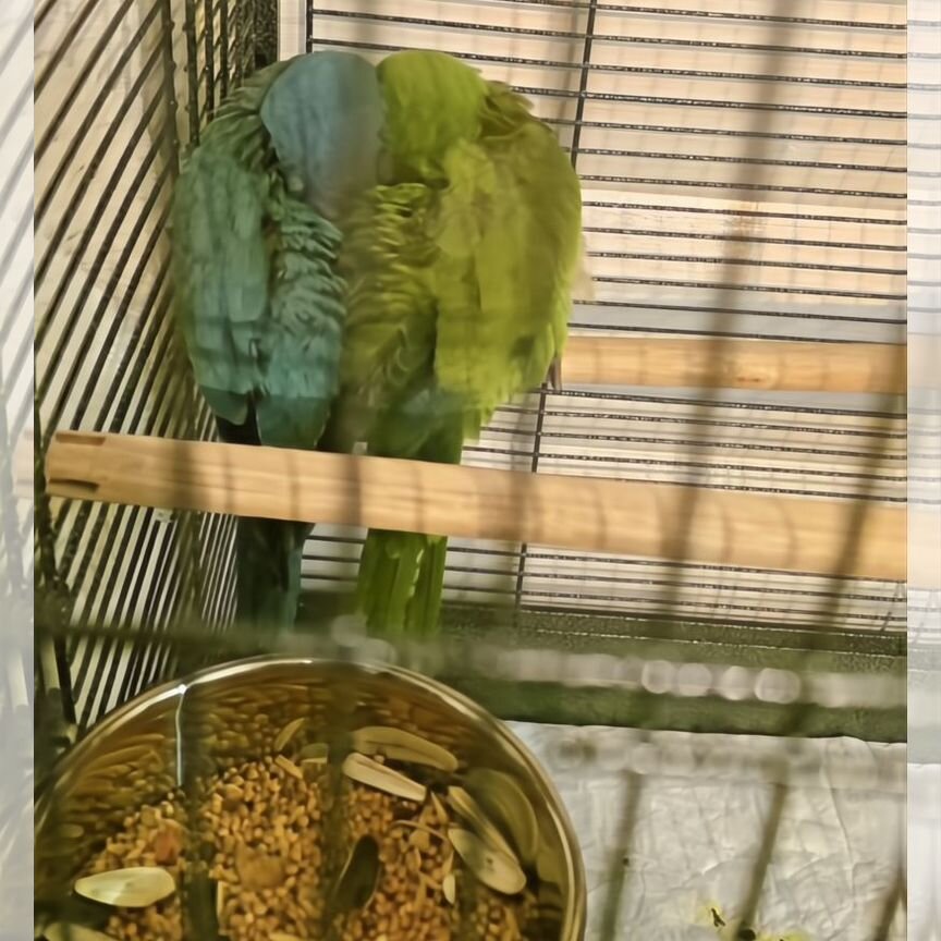 Попугай монах или квакер