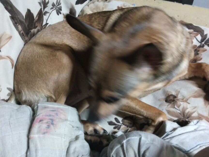 Отдам собаку в добрые руки девочка