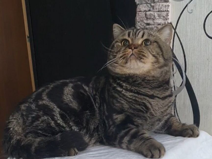 Шотландский мраморный котик