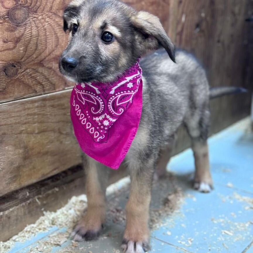 Малышка в приюте