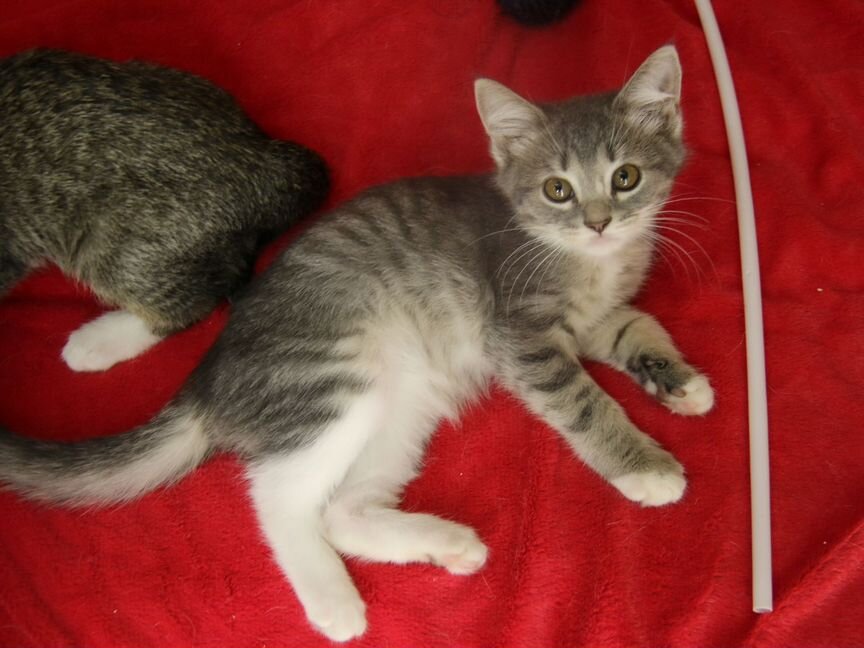 Котенок Мирон