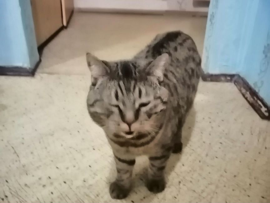 Котяра в добрые руки