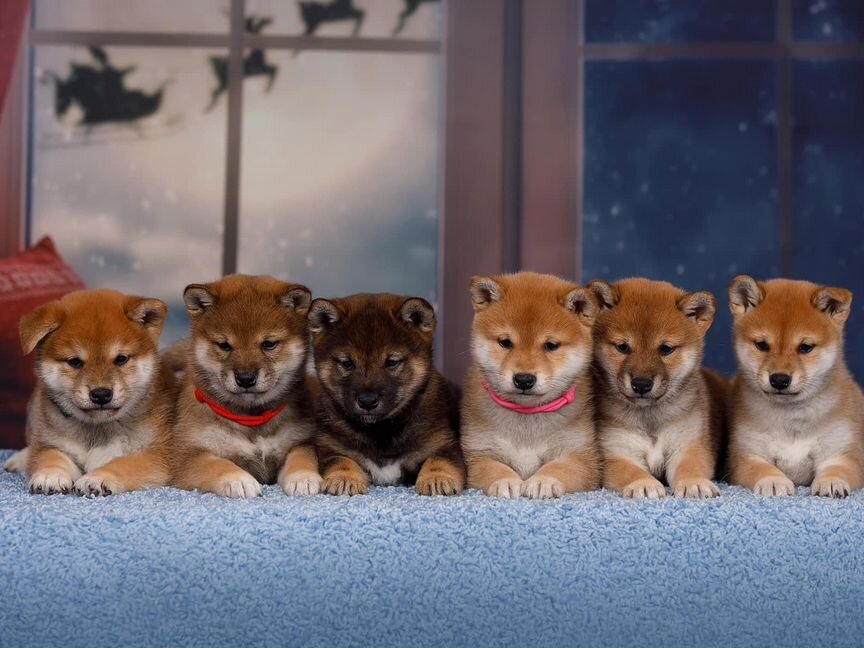 Шиба сиба ину