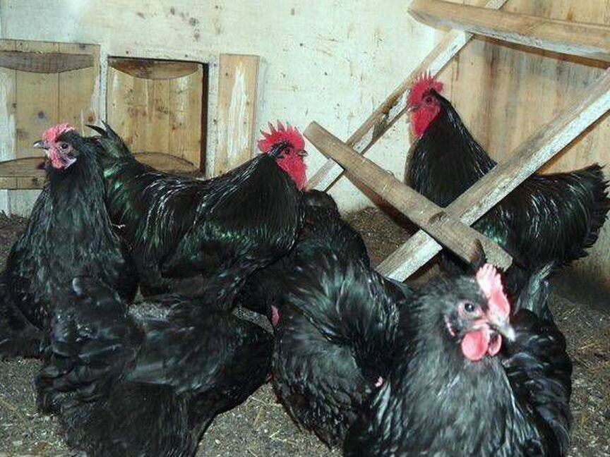 Куры джерсийский гигант