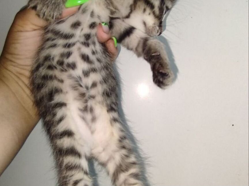 Котёнок девочка от кошки-мышеловки
