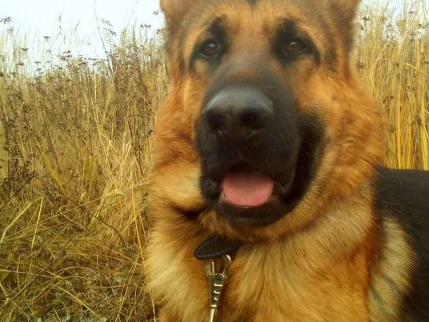 Вязка. Кобель-немец (развязан)