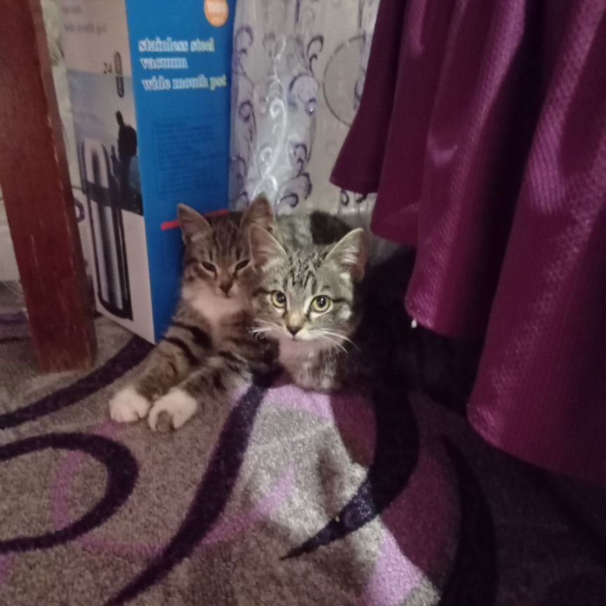 Котята в добрые руки ловят мышей едят суп кашу