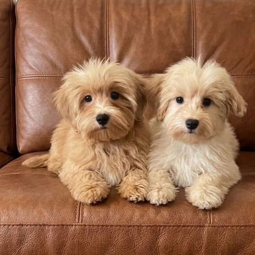 Мальтипу, щенок