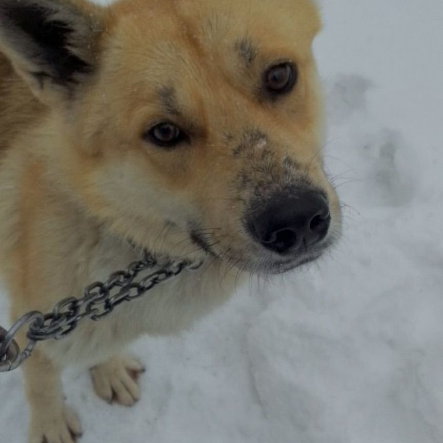 Пёсик в добрые руки
