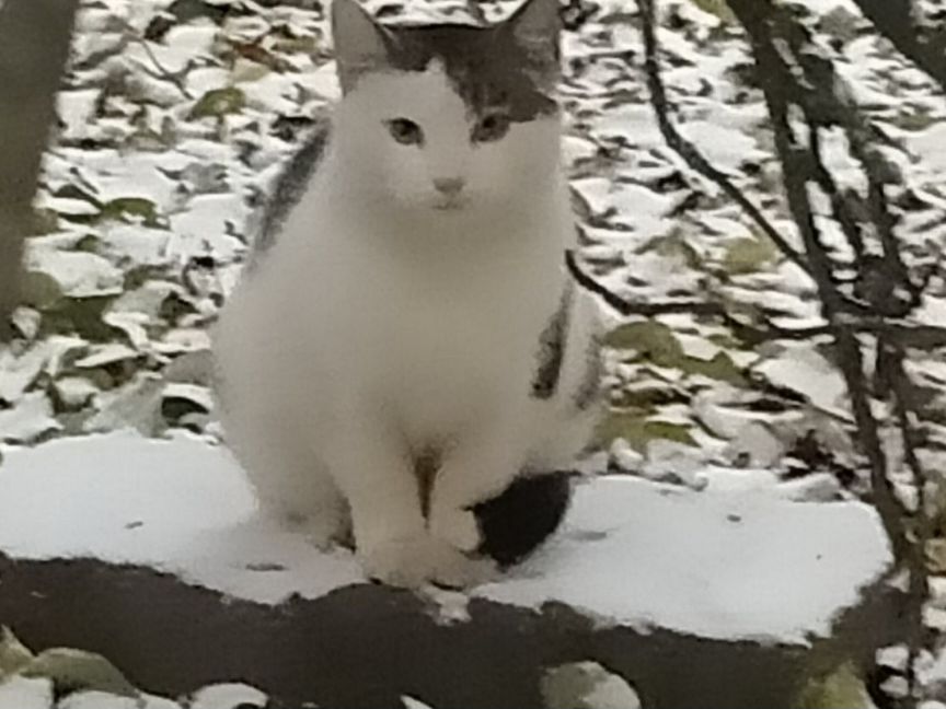 Кошка ищет дом или снова улица