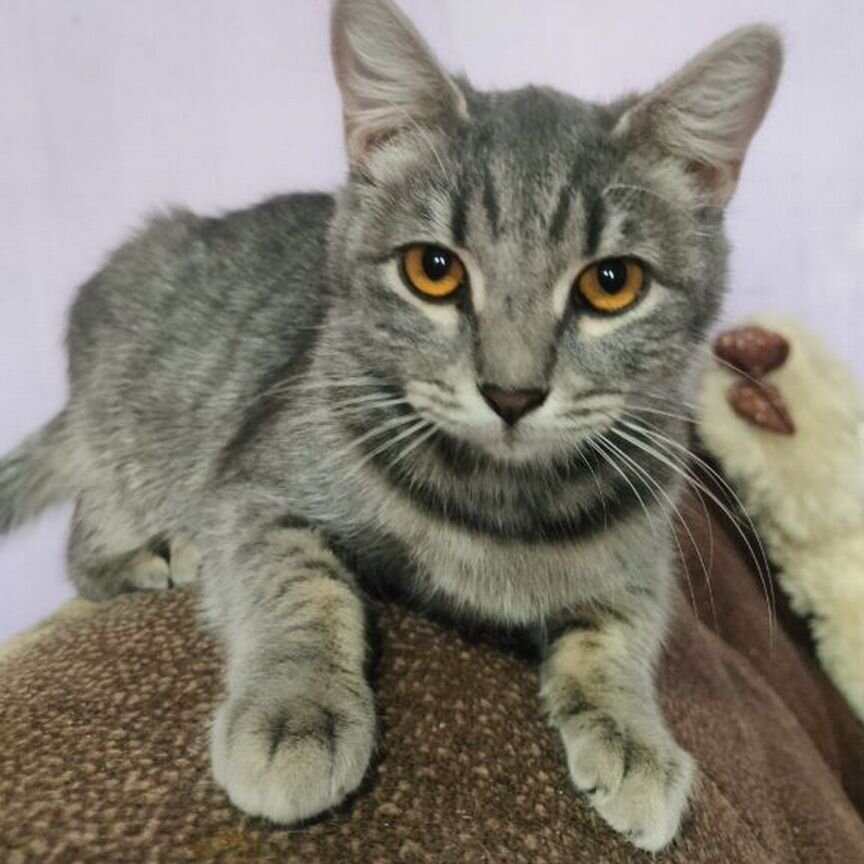 Кошки в добрые руки бесплатно