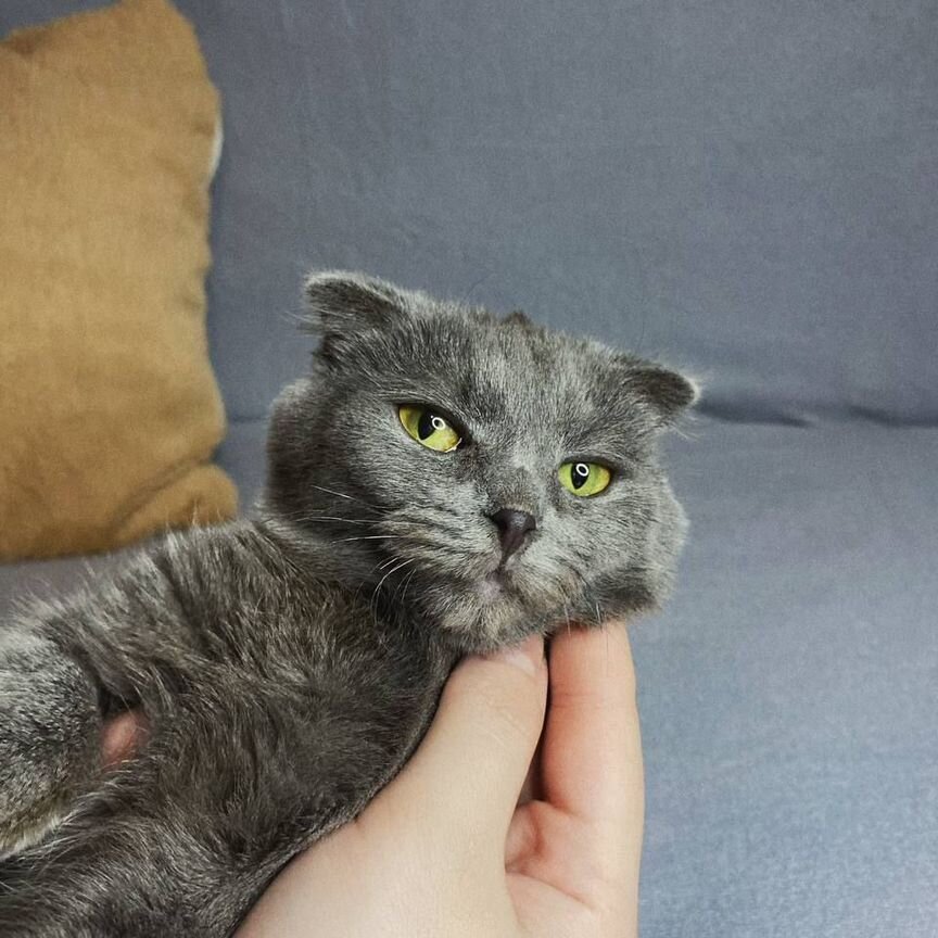 Пупсень, вислоухий карликовый котик